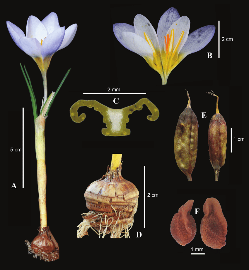 Species New to Science: [Botany • 2019] Crocus keltepensis (Iridaceae ...