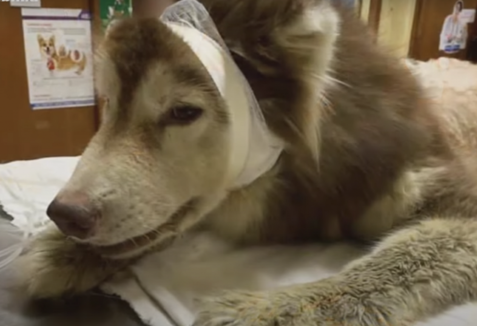 Husky With Mangled Legs Smiles & Wags So They Don’t Walk Passed Him Again