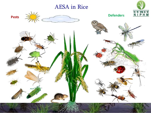 5. AGROECOSYSTEM SURVEY ANALYSIS (AESA)