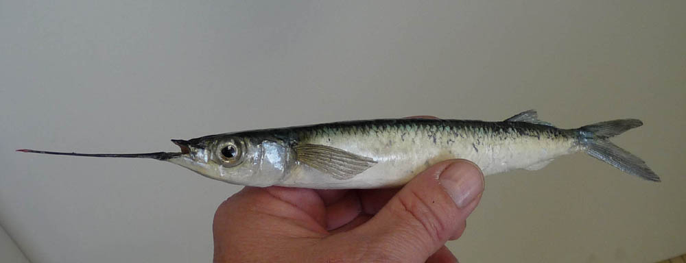 le Blog Manioc: Enquête sur l'origine du mot "Balaou" et ses emplois