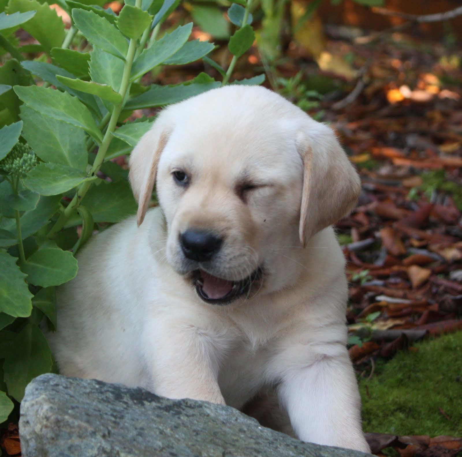 Labrador Puppies: Funny Face