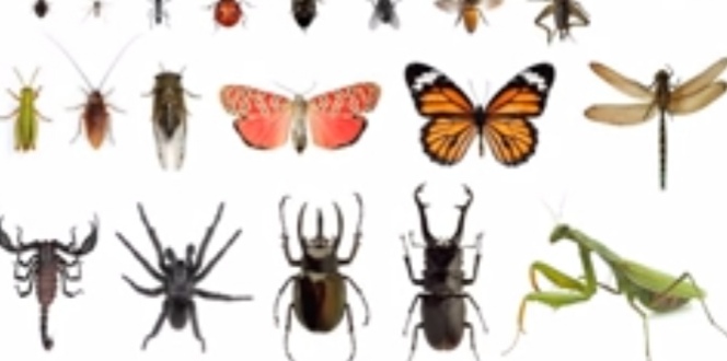 Part 1: IELTS SPEAKING SECTION