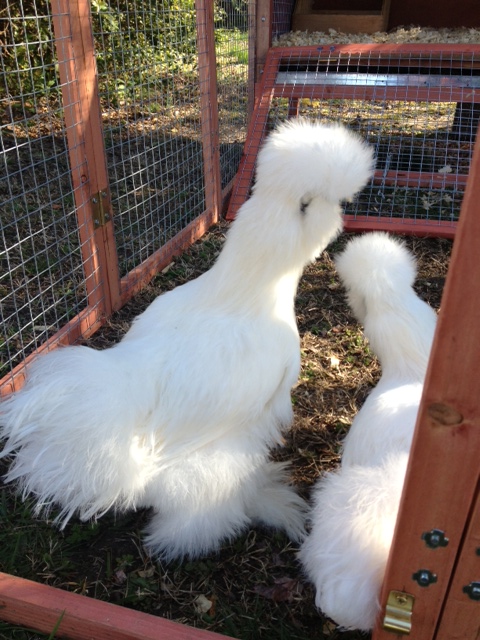 Real Life Chickens: Chickens.....