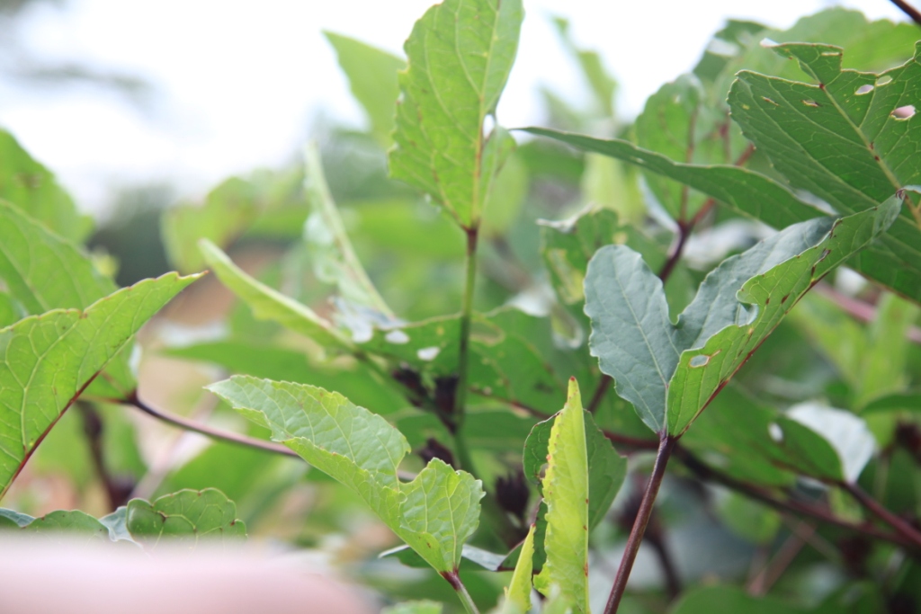 My little vegetable garden: roselle after two months here.