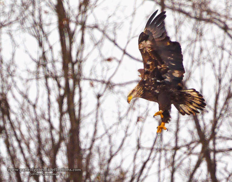 Getting it Right in the Digital Camera : Fallen Eagles Gallery