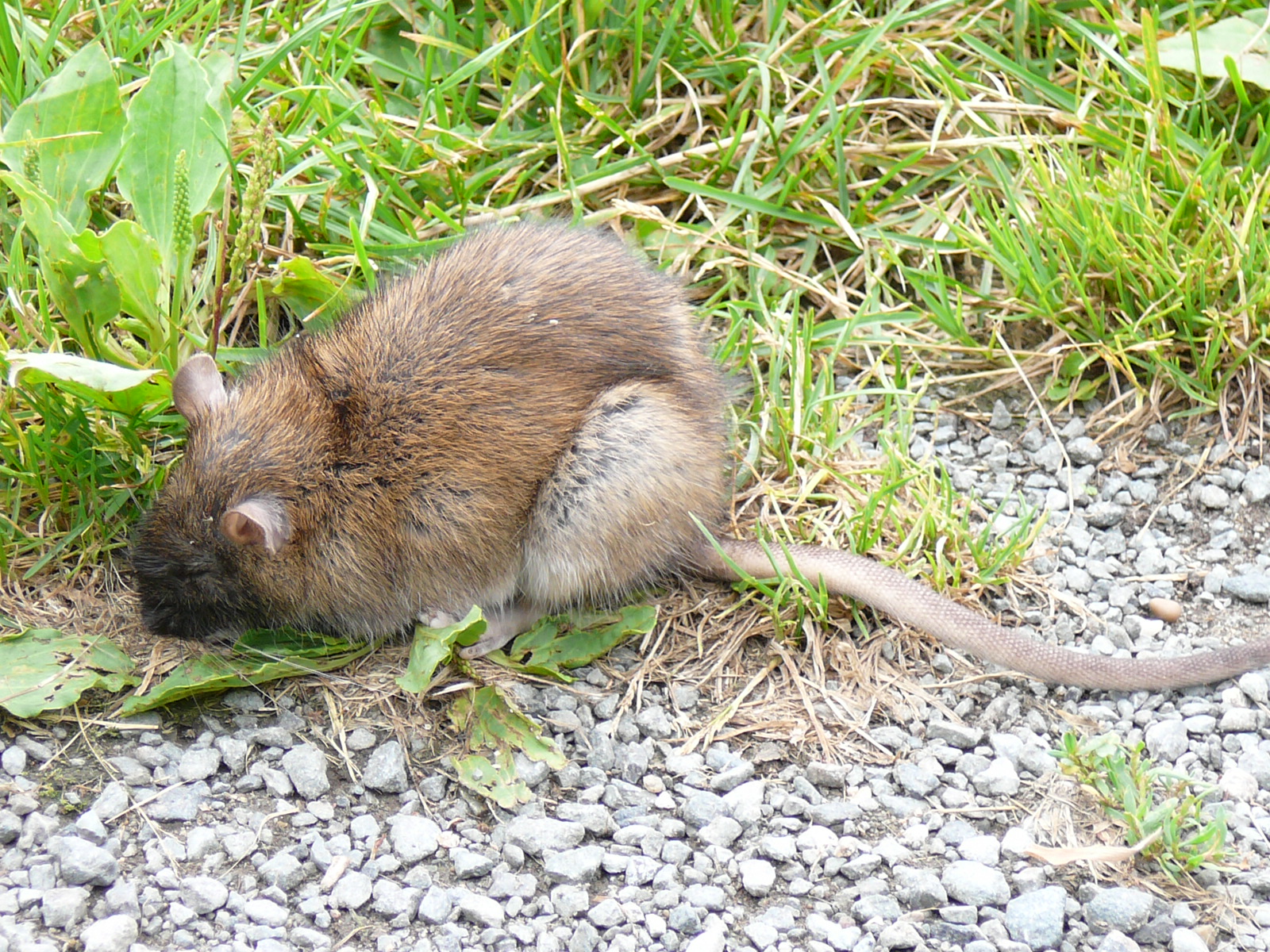 Recent Happenings: Smart Jerry or Stupid mouse?