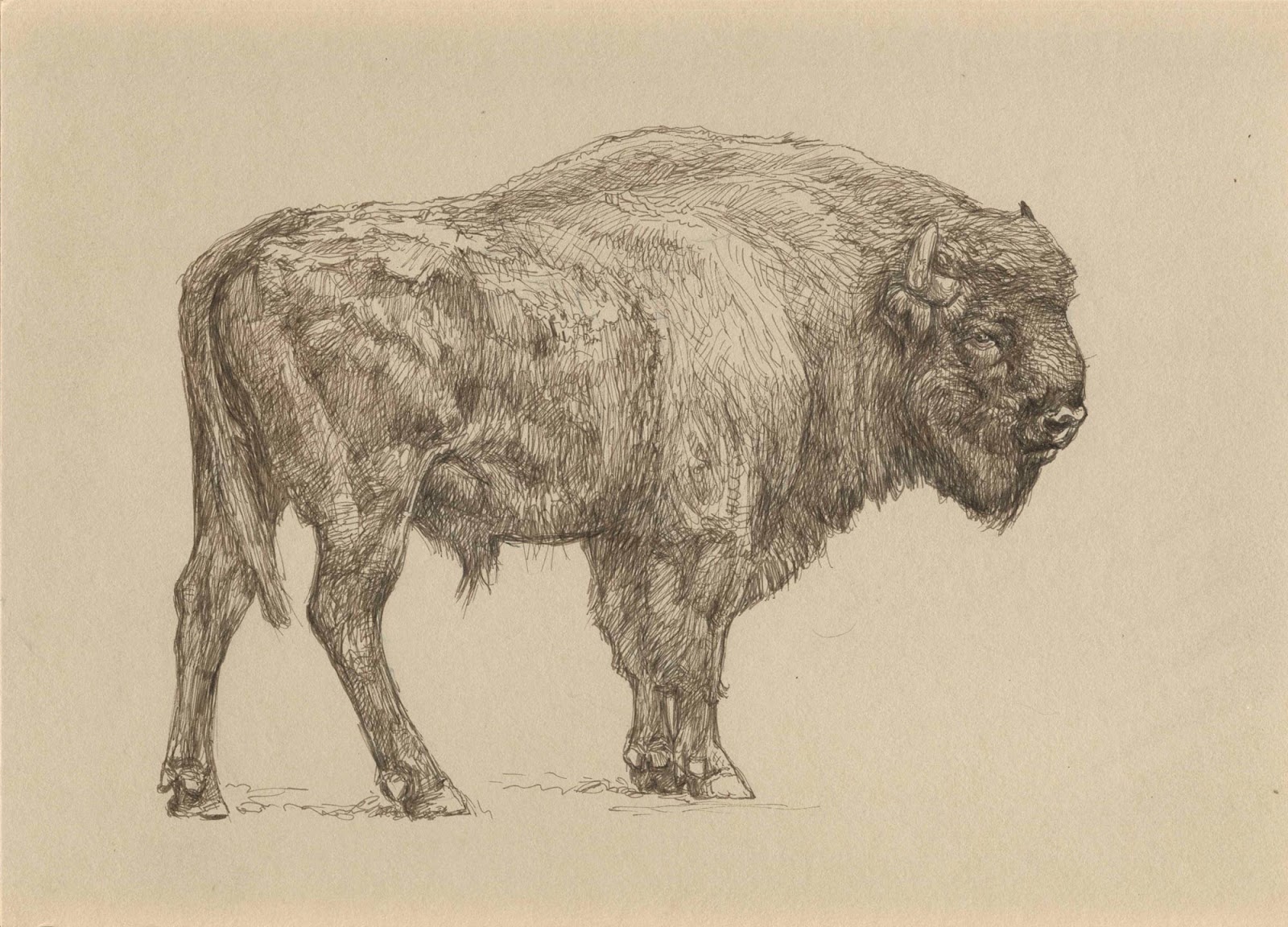 Europen bison study