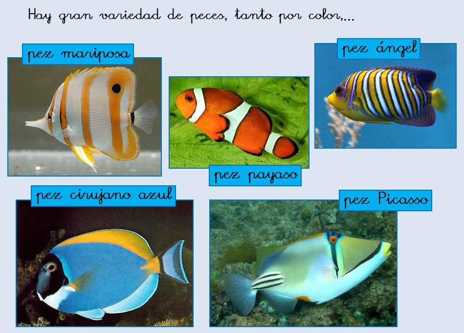 El Monstruito en Monteagudo: Vertebrados V- Peces.