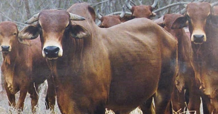 Bahia Red Sindhi: A Entrada Oficial da Raça Sindi no Nordeste