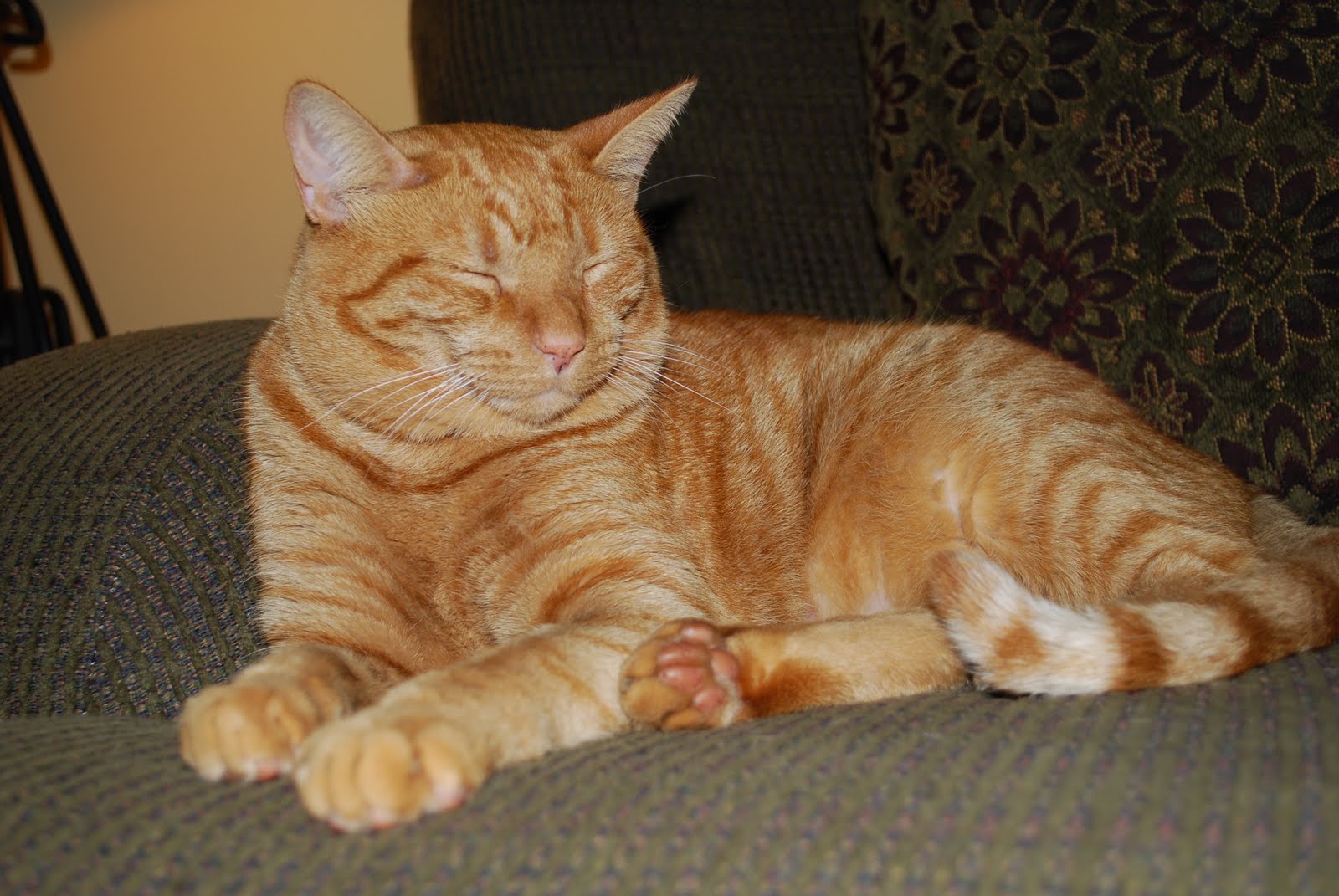 The Red Cat Society: Red Cat Society is Looking for Members!