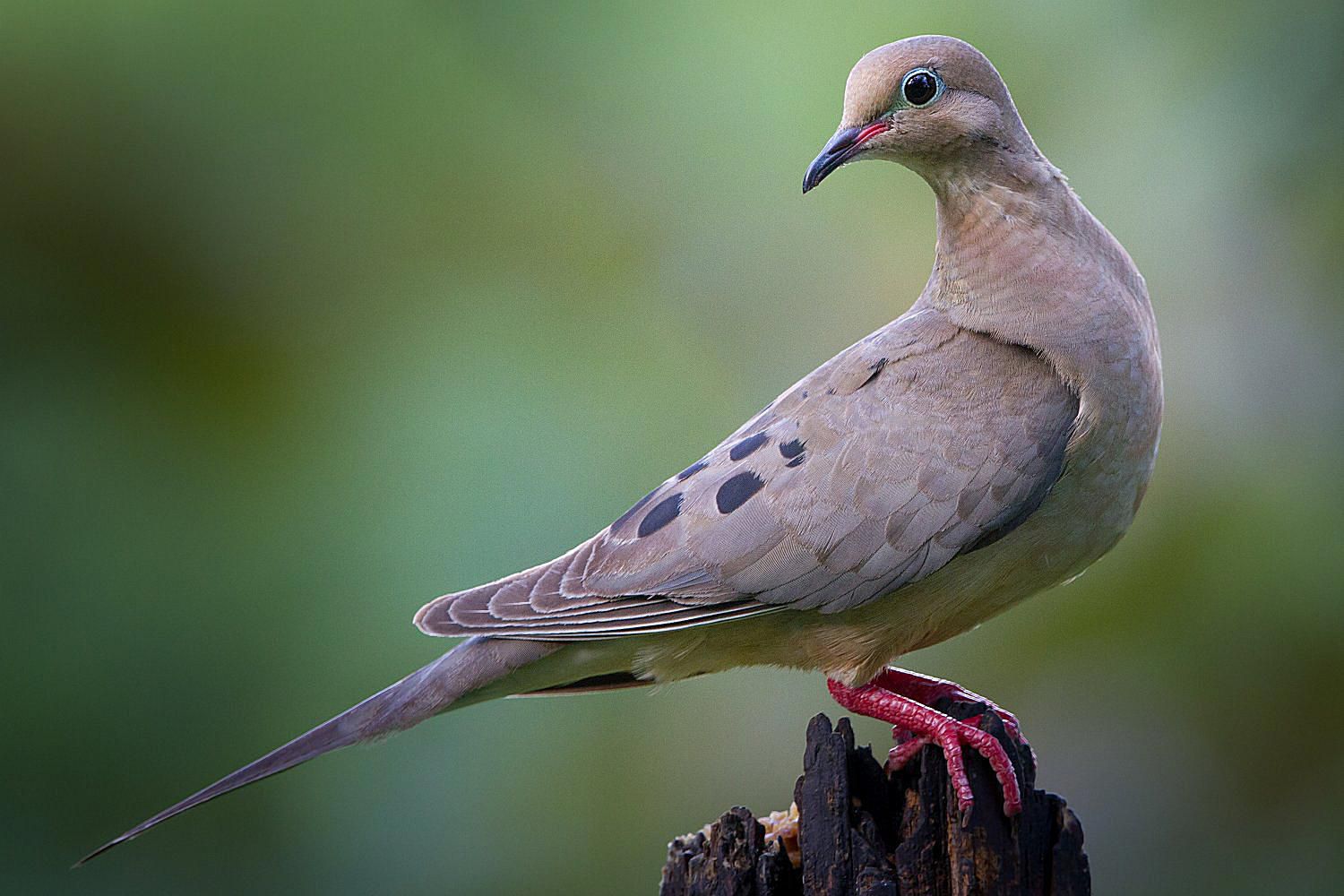Difference Between Dove And Pigeon Lovely Birds Facts Difference Between Dove And Pigeon Lovely Birds Facts