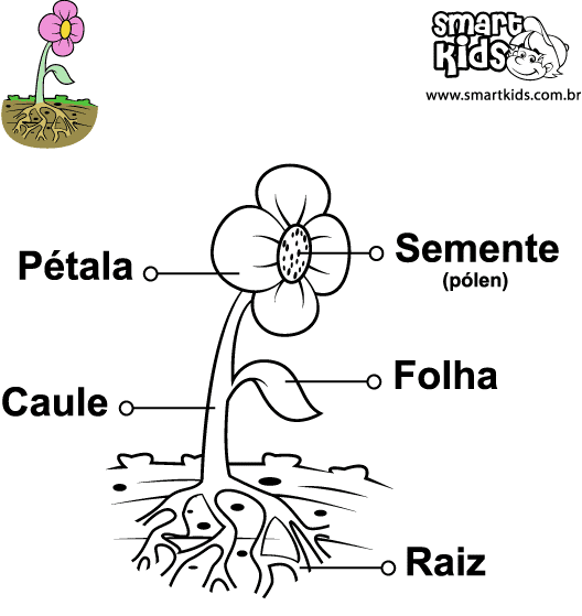 Professora Juce: Partes da flor - Educação Infantil