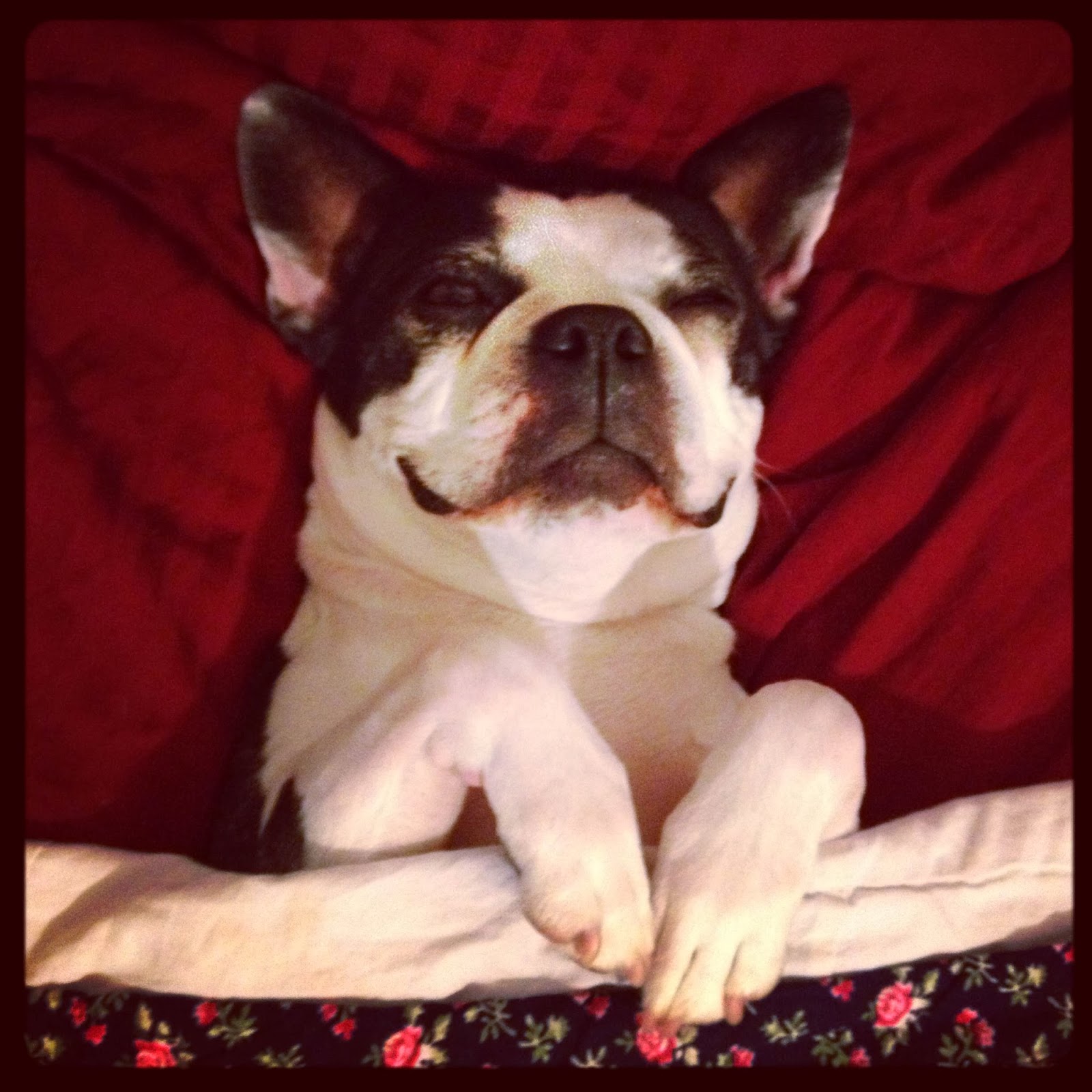 Mrs Meggins really cute puppy dog pictures, blog, videos, stories ...