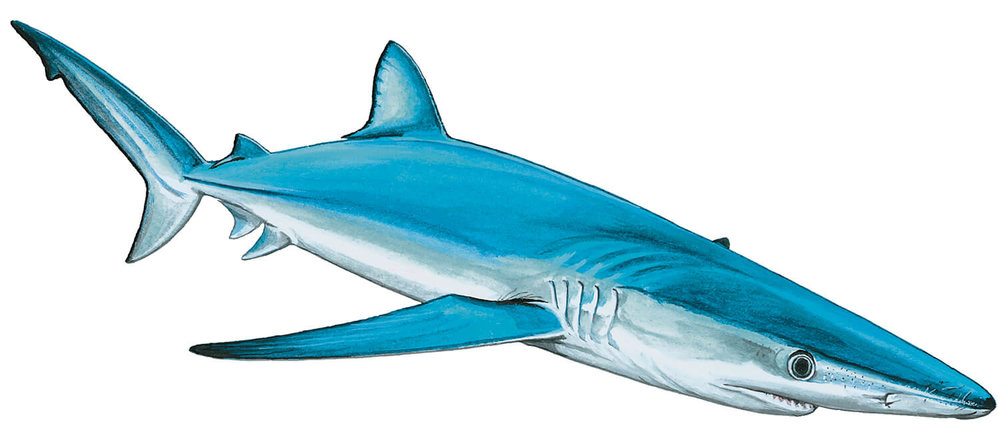 Protejamos las Maravillas del Mar: TINTORERA (Prionace glauca)