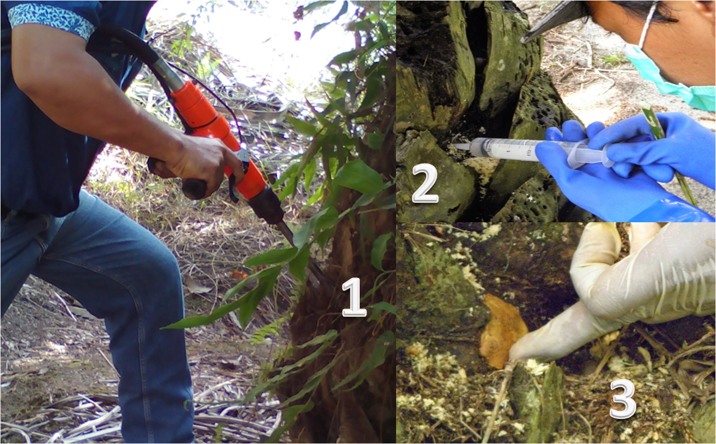 Membangun Perkebunan Kelapa Sawit: Hama Ulat Api Thosea vetusta