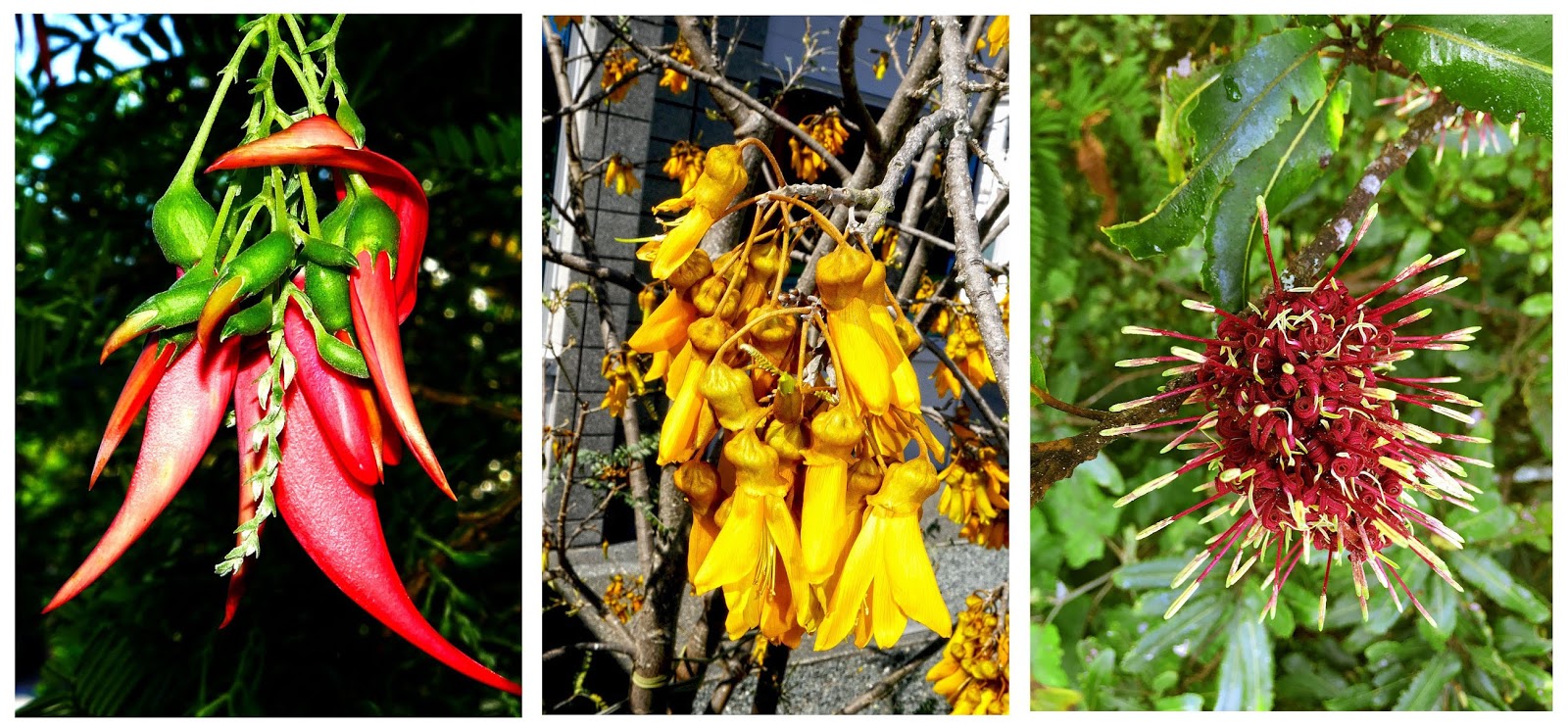 Dust on My Feet: The Native Flowers of New Zealand