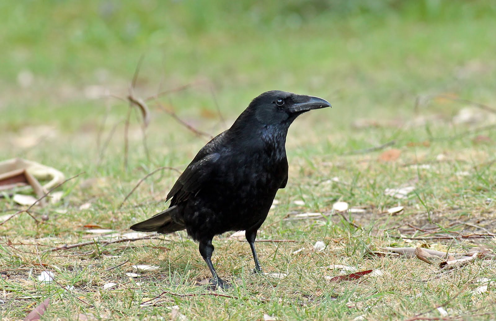 James Marchington: What a manky fox!