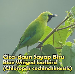 Cica Daun Sayap Biru - Birdukasi