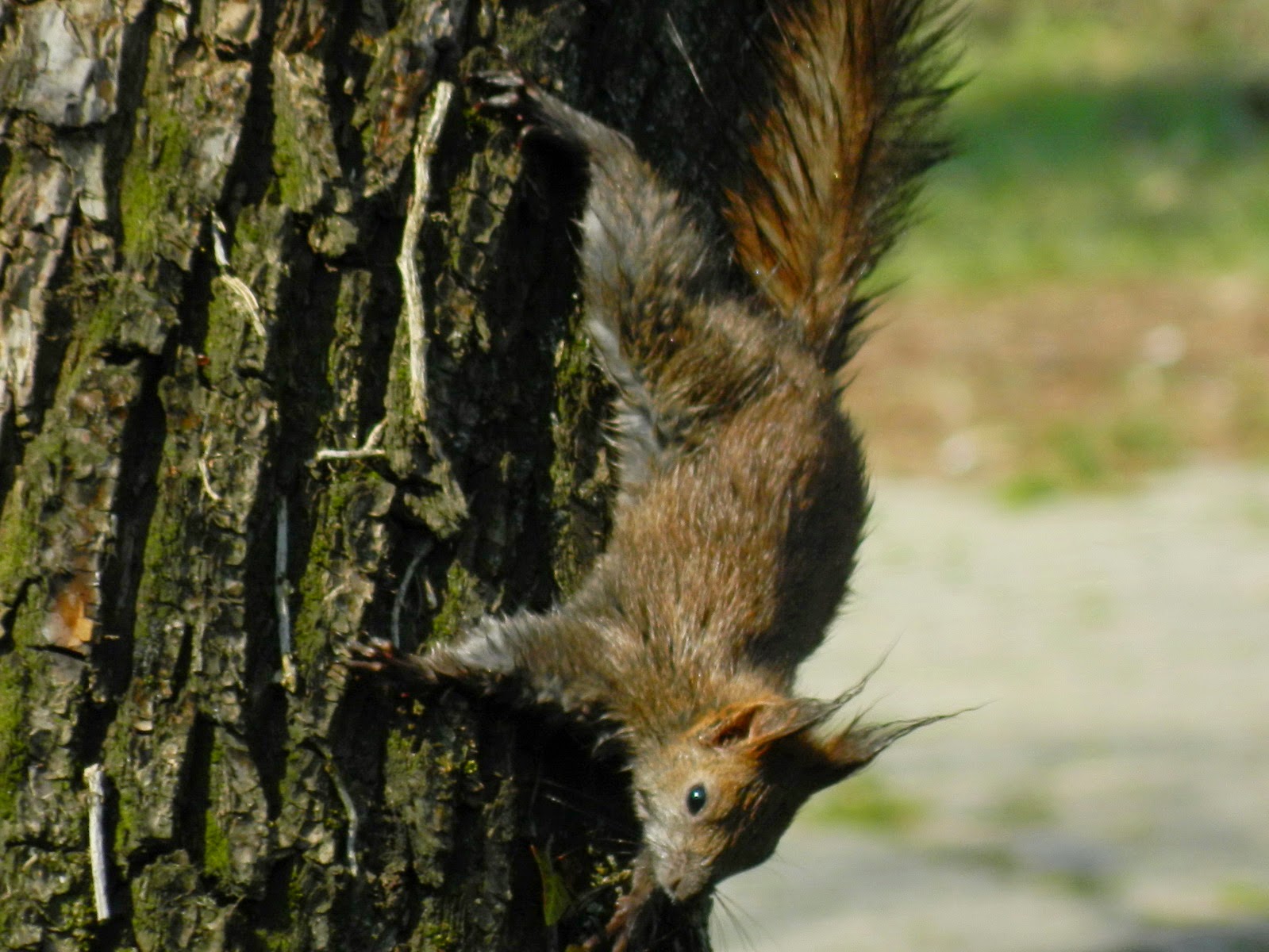 LA MULTI ANI, ROMANIA!: Veverita