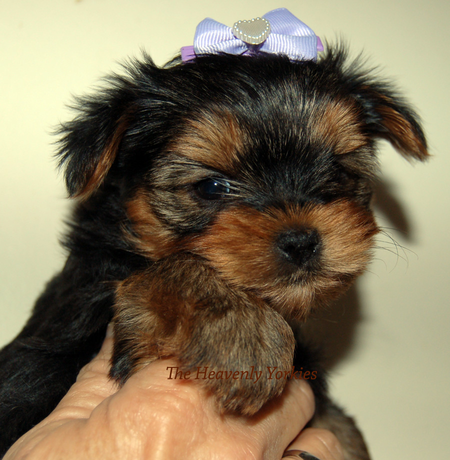 The Heavenly Yorkies: Puppies 6 Weeks Pics