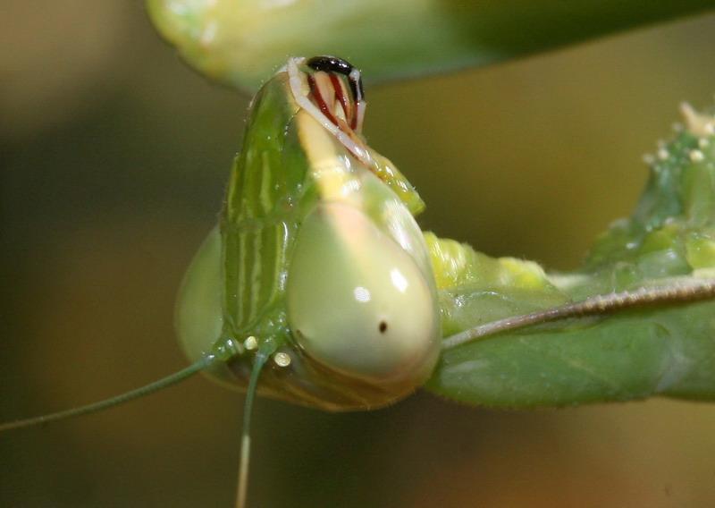 Invertebrate Diversity: Sphodromantis Viridis