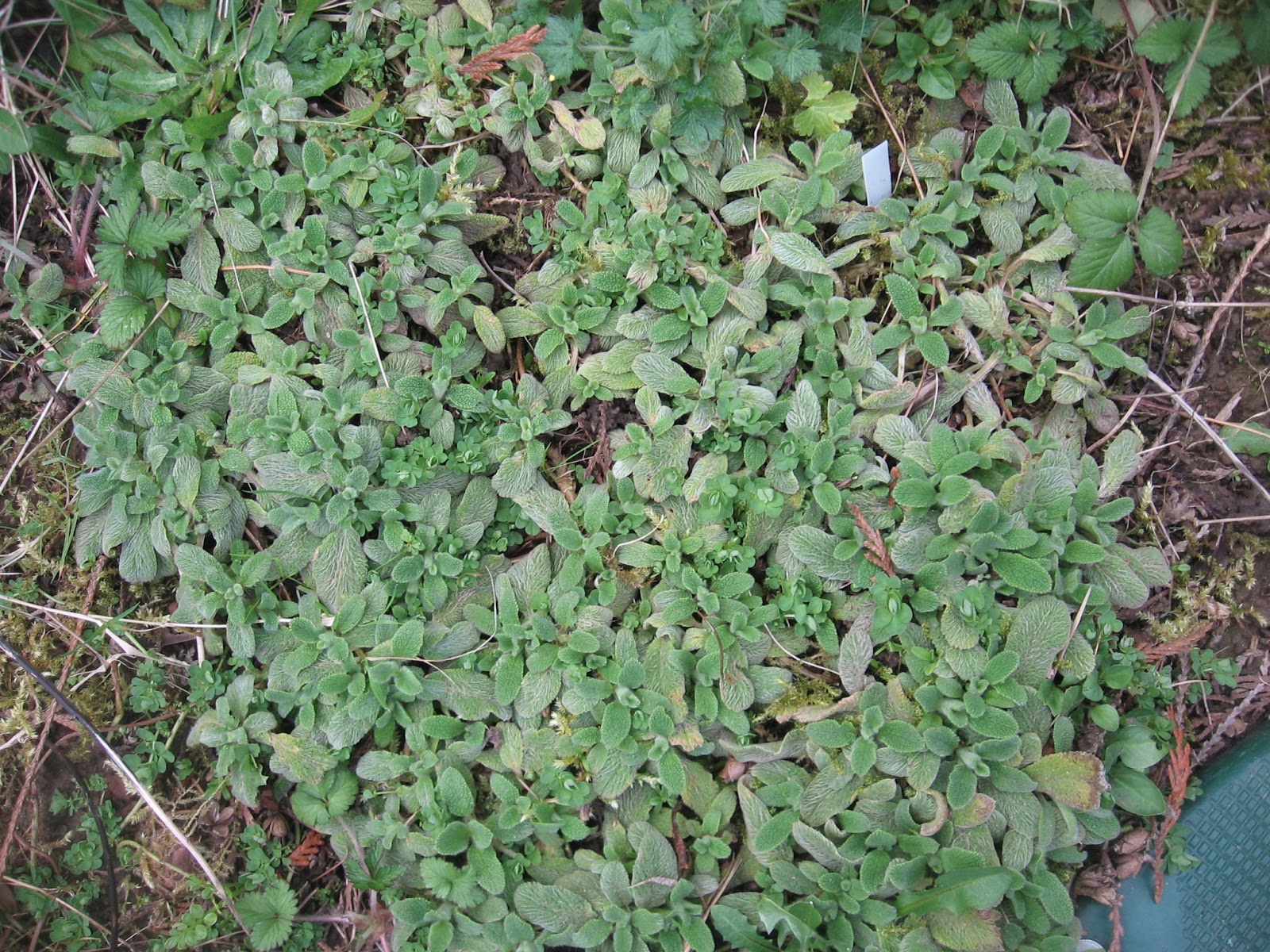 Weeding on the Wild Side: Enduring Evergreen Ground Covers