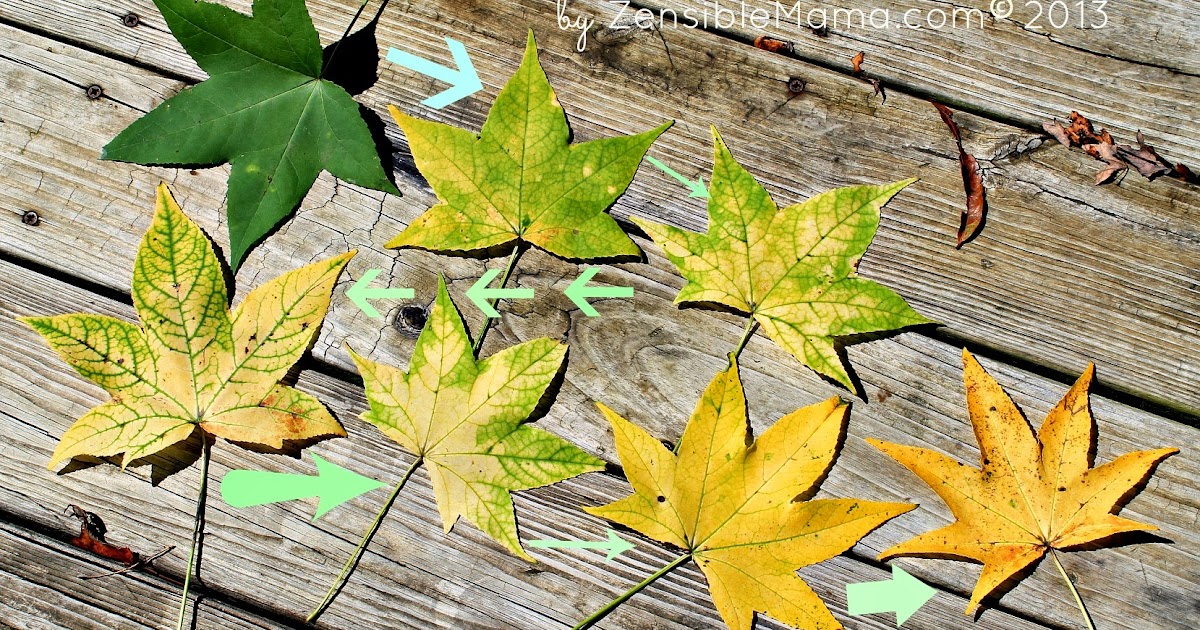 Zensible Mama: Fall Series: The Evolution of a Fall Leaf