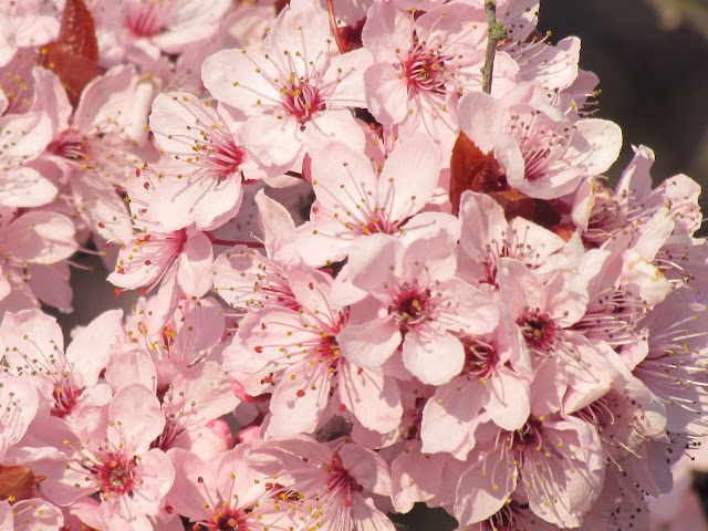 Scene Through My Eyes: Weekly top shot - Spring!