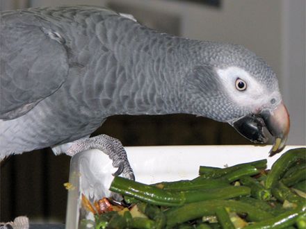 About African Grey Parrots: African grey parrots feeding on (diet ...