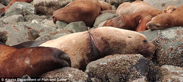 The animal zone: Horrific images show how ocean debris is maiming and ...