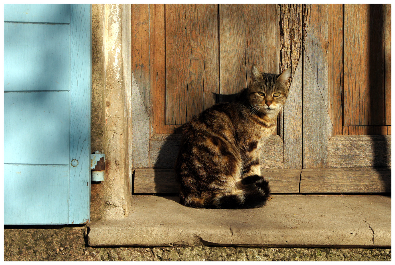 CERGIPONTIN: Un chat (Bada) - Bada the cat