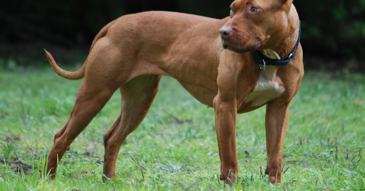 CRIANDO CACHORROS: TIPOS DE PITBULL