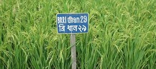 beautiful BANGLADESH from inside and outside: Bangladesh | Rice ...