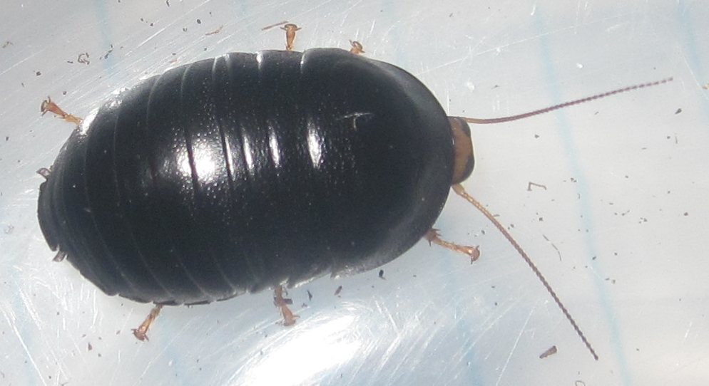 Invertebrate Dude: Perisphaerus punctatus: New Roly Poly Roaches!!!