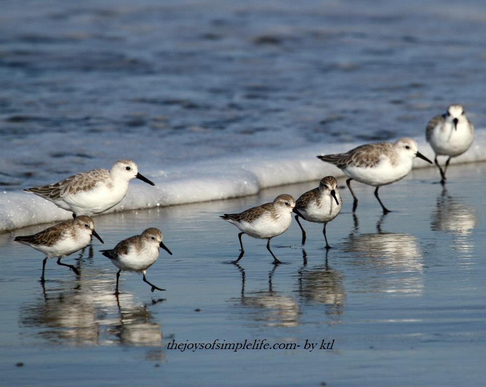 The Joys of Simple Life: Pelicans, Dolphins and Other Coastal Birds at ...