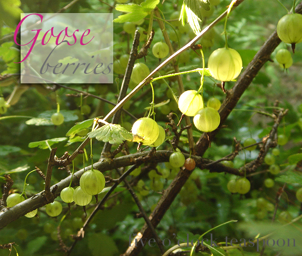 the five o'clock teaspoon: I Made a Fool Out of Gooseberries