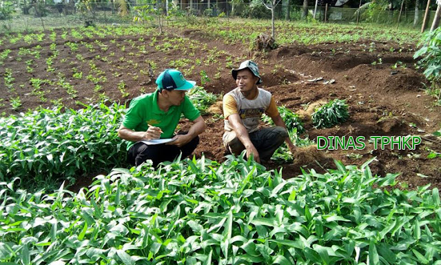 Profil Usaha Tani - TPHKP