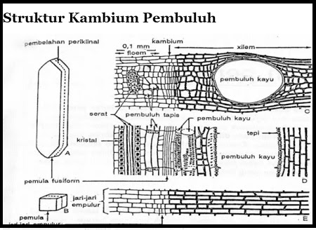 Anim Agro Technology: KAMBIUM - APA DIA?