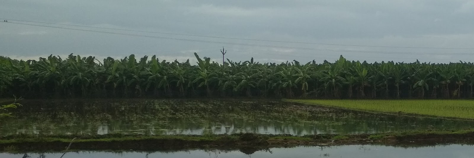 Temple, Travel and Sport: Thiru Pudaimaruthur Naarumbu Nathar