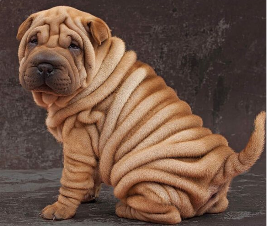 7 races des chiens les plus mignonnes qui te feront craquer - optima4u