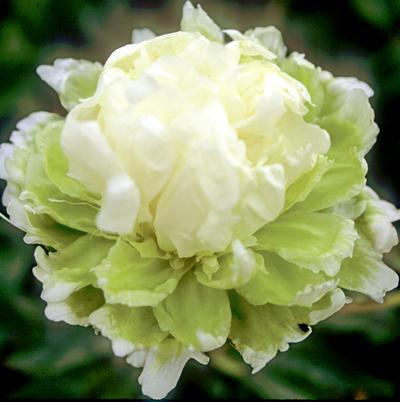 garden at heart: Peonies to die for!