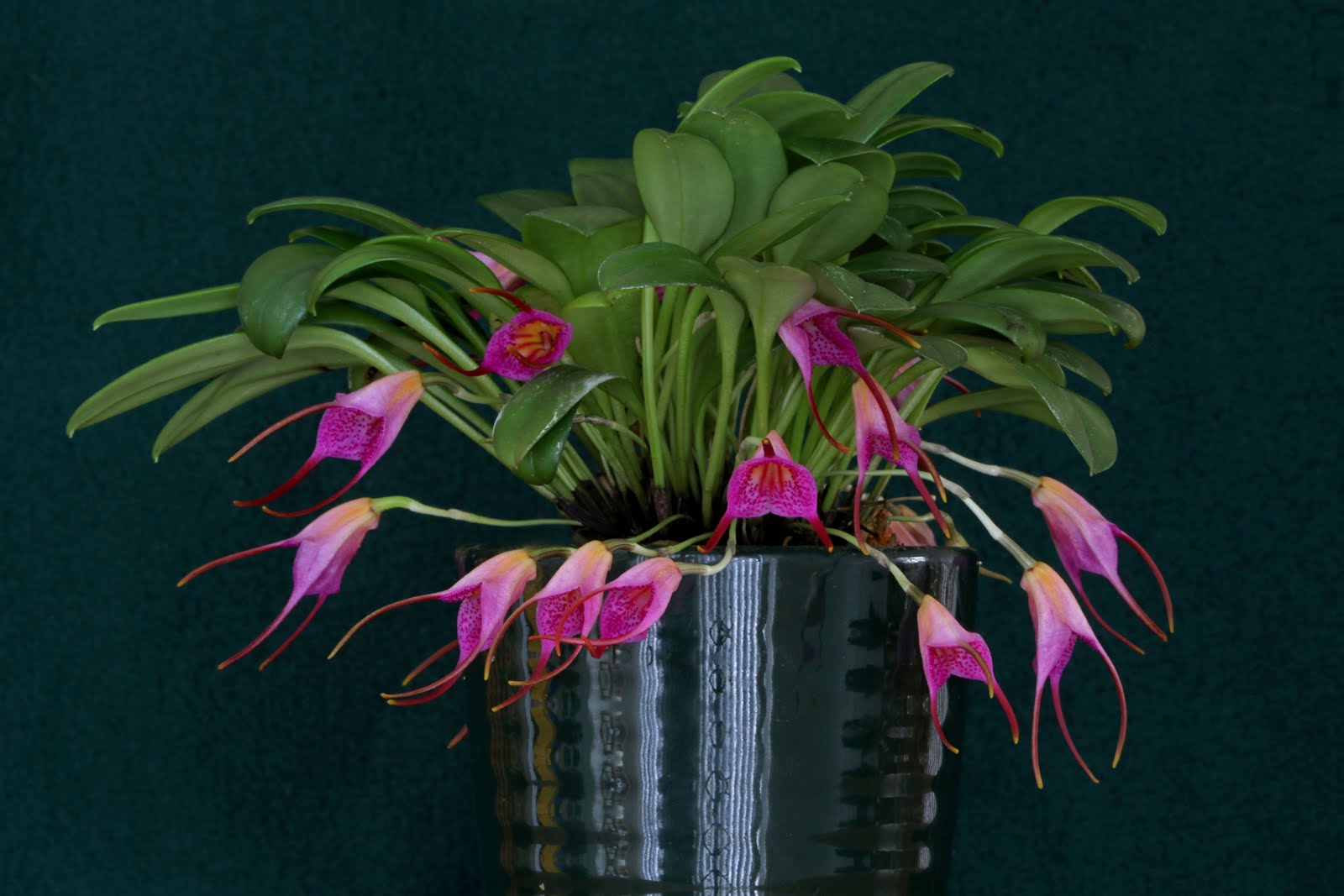 Orchids in Bloom: Masdevallia glandulosa