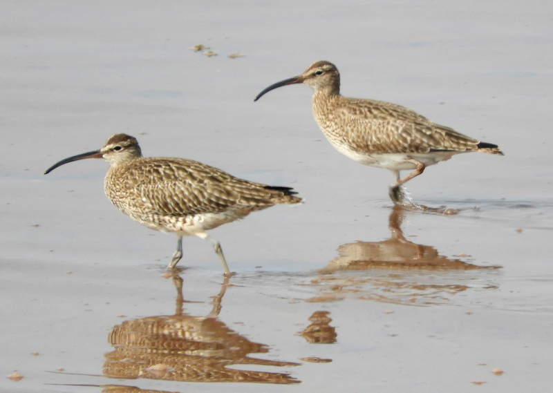 birdingexmouth: Pale Pinion and Today's Birds