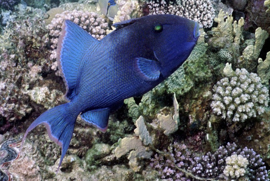 Fish Types: Blue Triggerfish