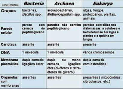 a tricolina biologa: Procariontes