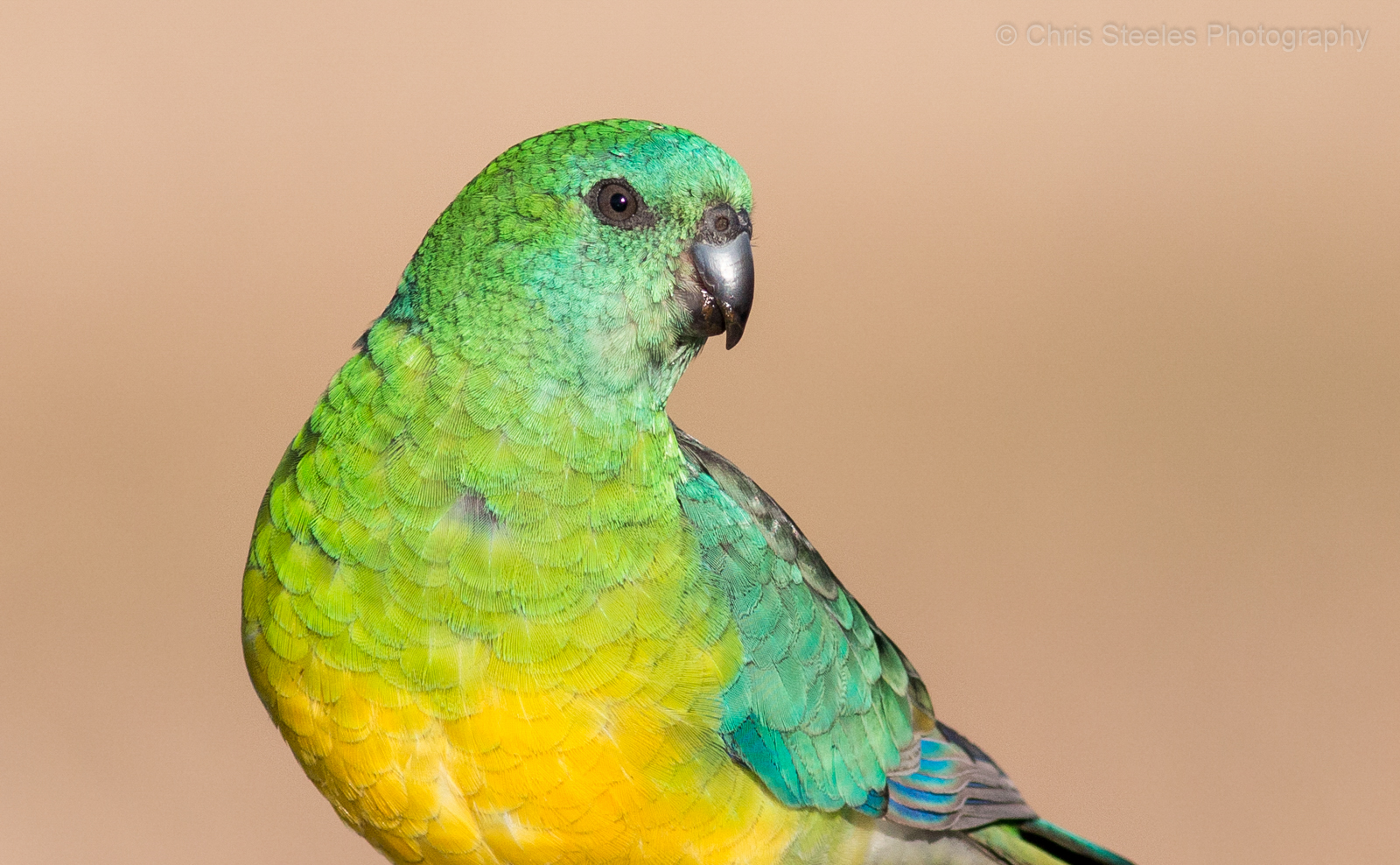 Of Potato weed and Elegant Parrots....