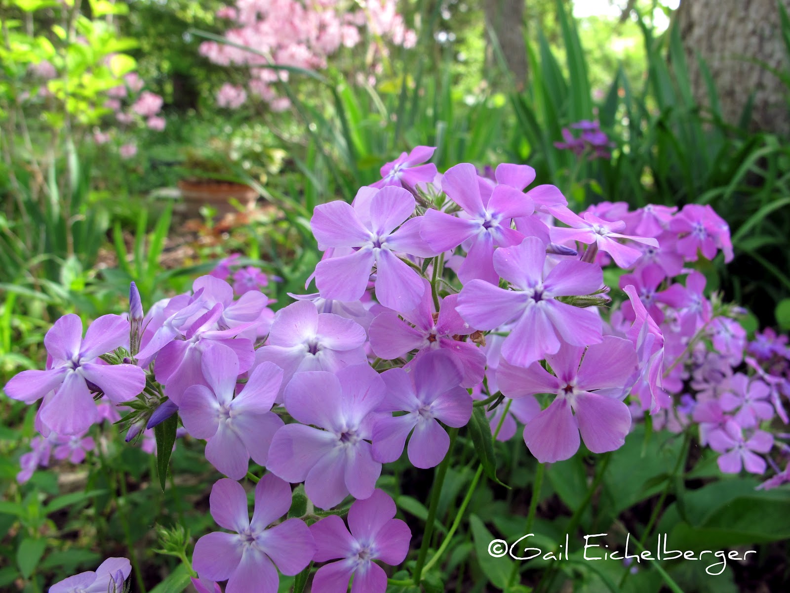 clay and limestone: Wildflower Wednesday: Phlox pilosa is still a star