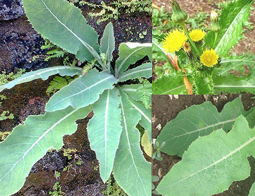 Kita Bagi: MANFAAT TEMPUYUNG YANG PERLU KAMU KETAHUI