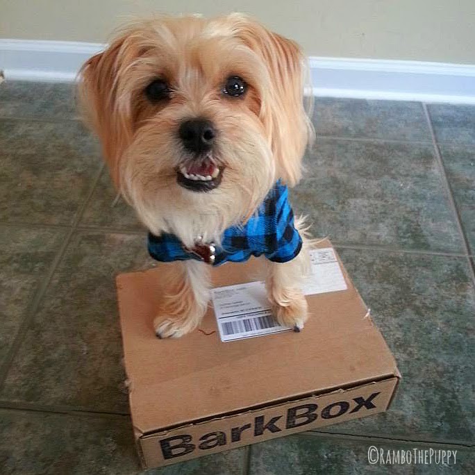 the 5 stages of getting a barkbox in the mail | Rambo The Puppy