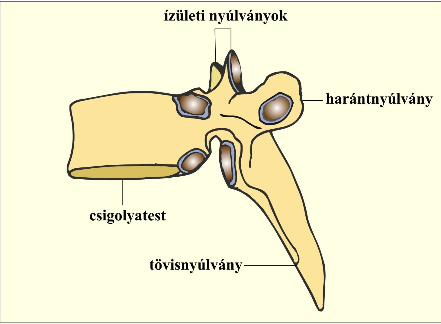 Babicz Gyógytorna: A helyes állás – A gerinc és a medence kapcsolata (2 ...